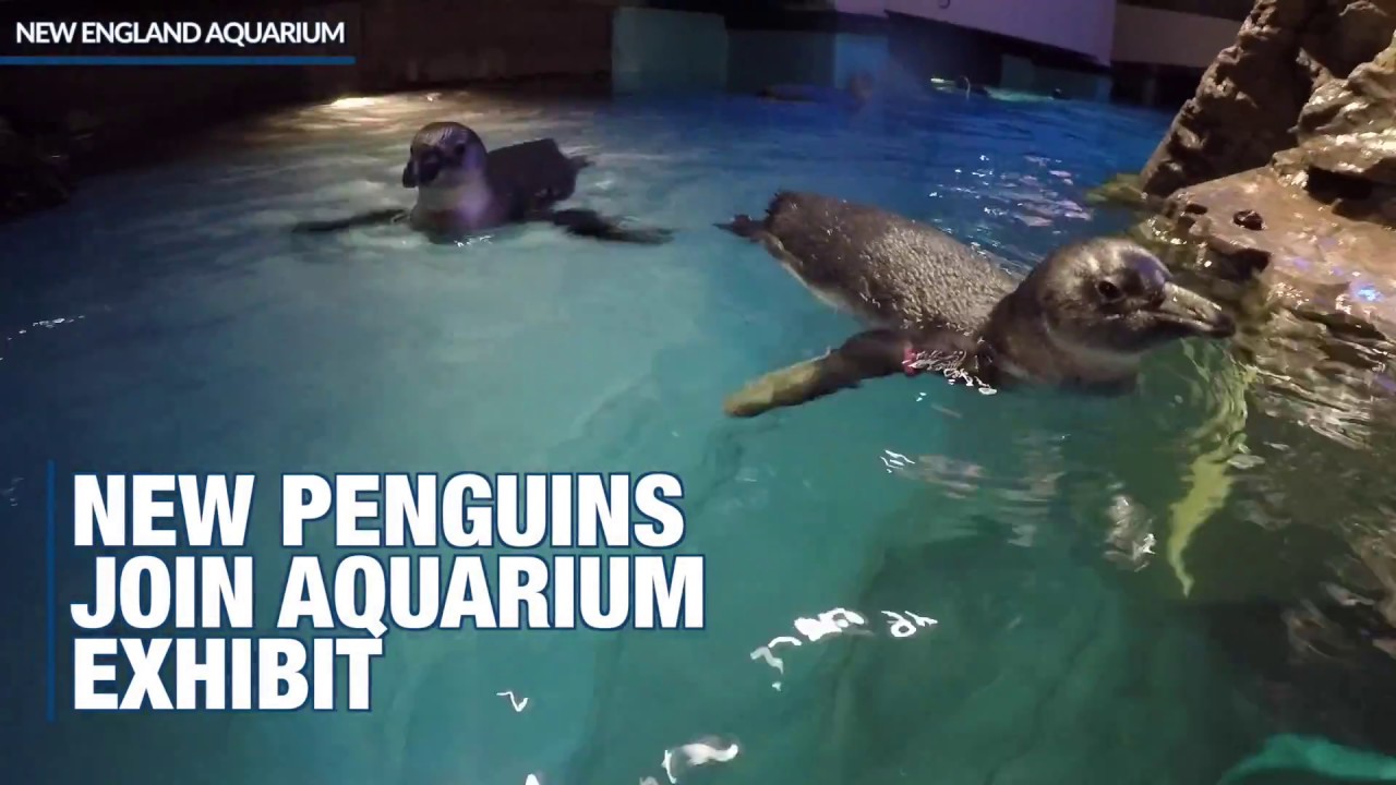 New England Aquarium debuts new penguins to public - YouTube