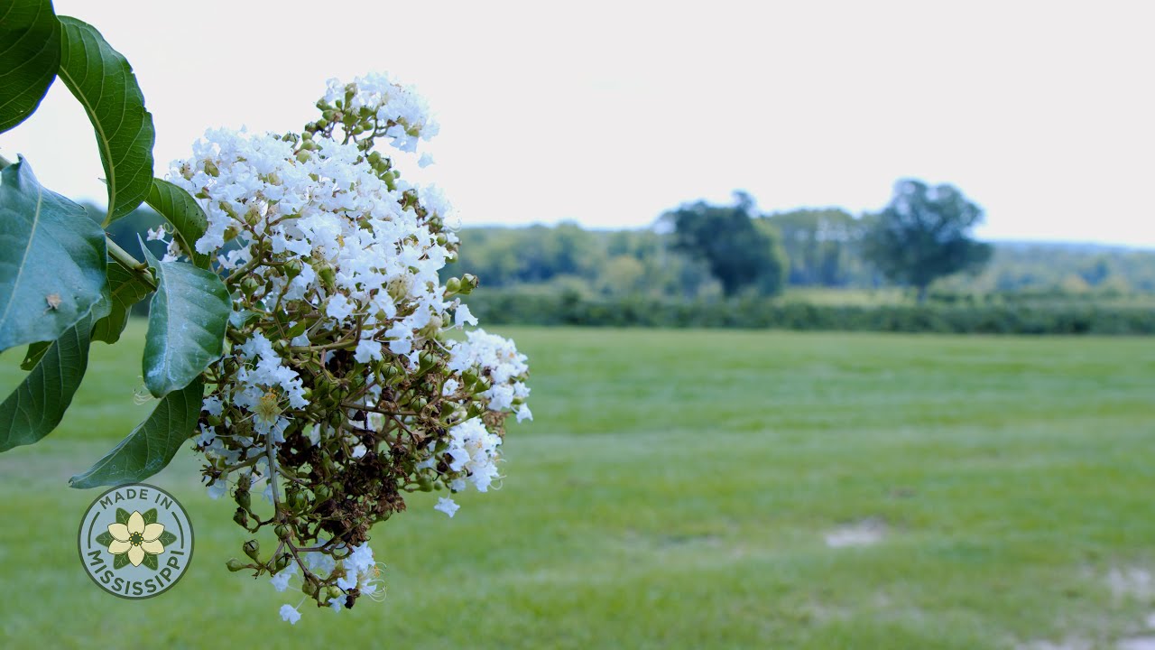 Made in Mississippi: Ep. 10 - Sandy Run Farms - YouTube