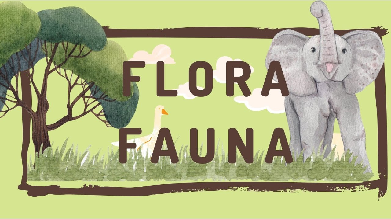 Difference Between Plants Life And Animals Life What Is Flora And What difference-between-plants-life-and-animals-life-what-is-flora-and-what