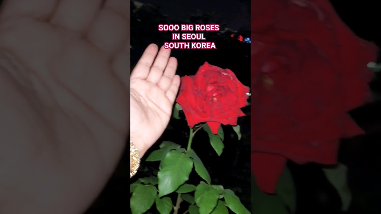 Speciality of seoul I Big Roses I Never seen big roses I Flowers ...