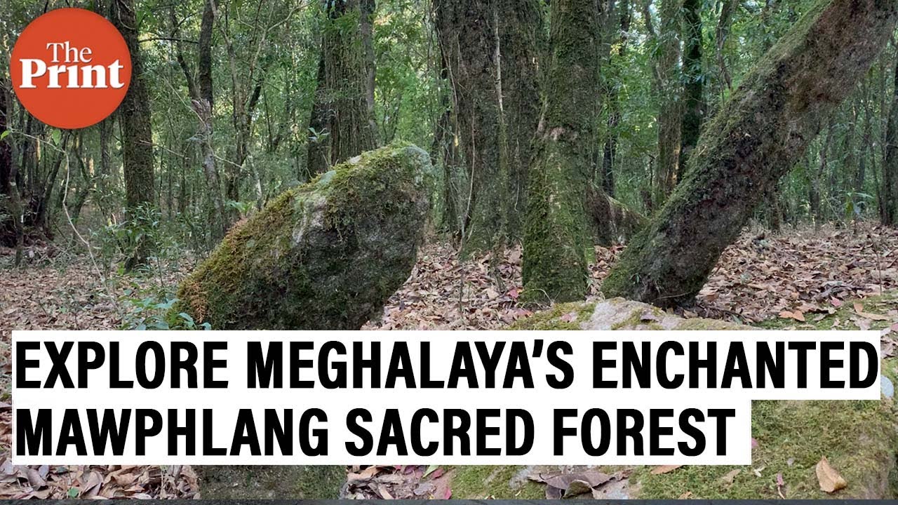 Age-old legend of Mawphlang Sacred Forest and Khasi Culture - YouTube