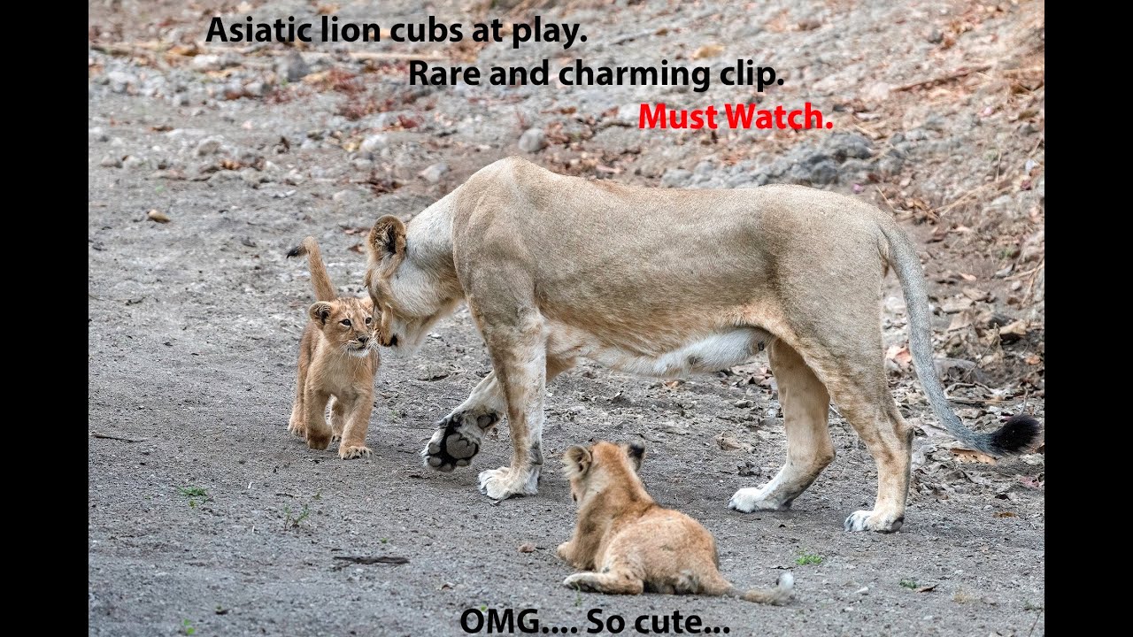 Lion cubs at play. GIR national park India, the only natural habitat of ...