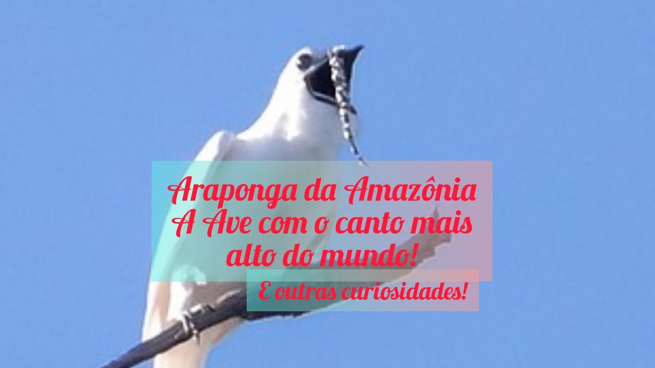 Araponga da Amazônia a ave com o canto mais alto do mundo, e mais ...