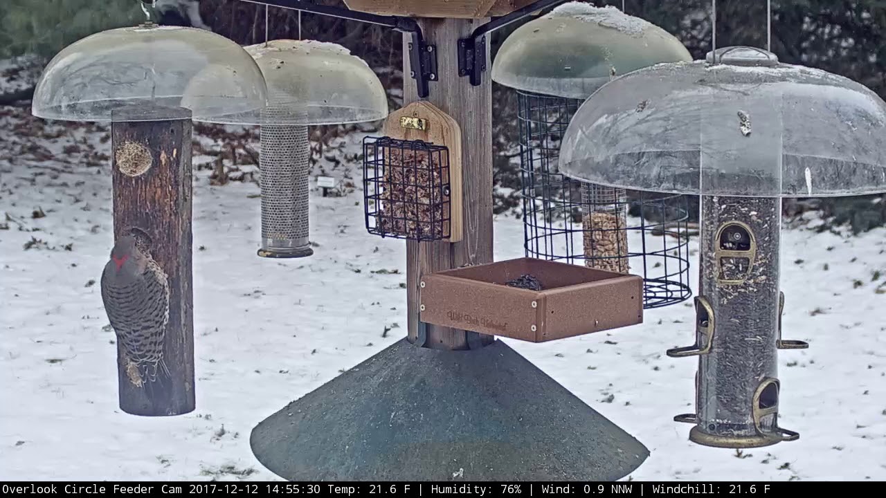 Overlook Circle Live Stream - Northern flicker - YouTube
