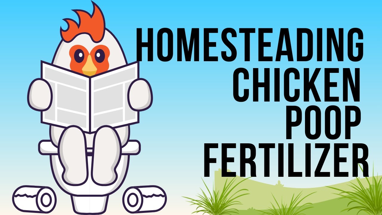 How to make fertilizer at home /chicken. Poop as fertilizer - YouTube