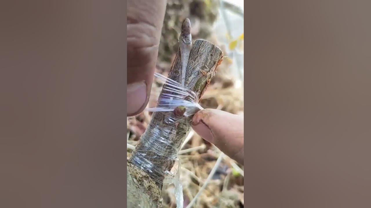 Branch Grafting A Step By Step Guide To Successful Tree Grafting Shortvideo Short Viral