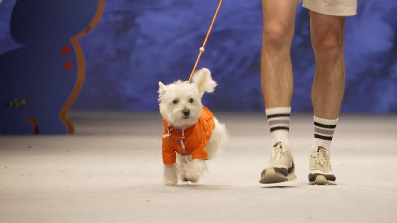 Chinese pet owners attend pet fashion show - YouTube