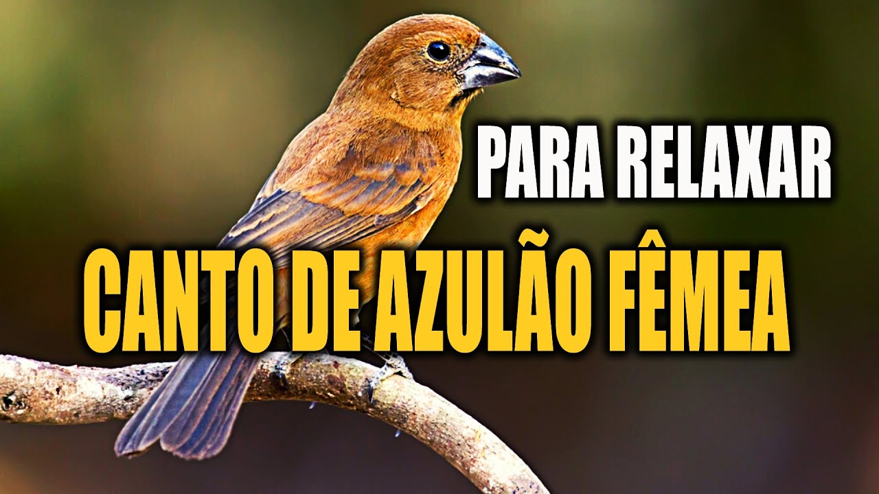 Canto de Azulão Fêmea - Canto do Pássaro Azulão Fêmea para Relaxar ...
