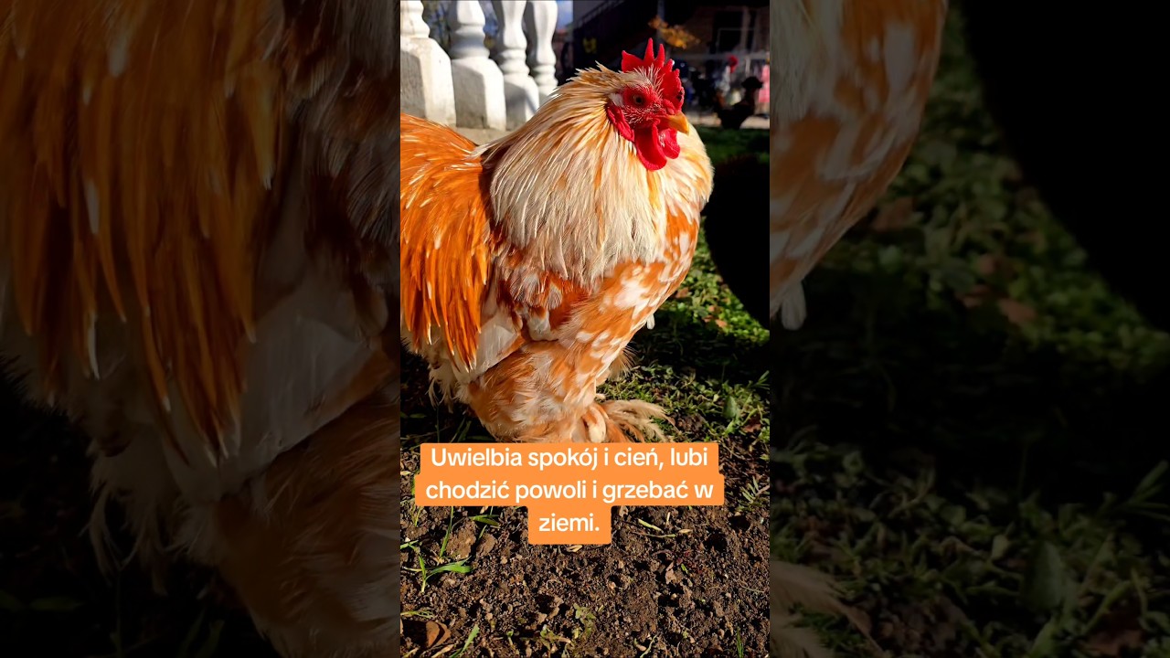 Kochin Karzełek i Shabo🐓👈#fypシ゚viral #dc #viral #chicken #kury #polska ...
