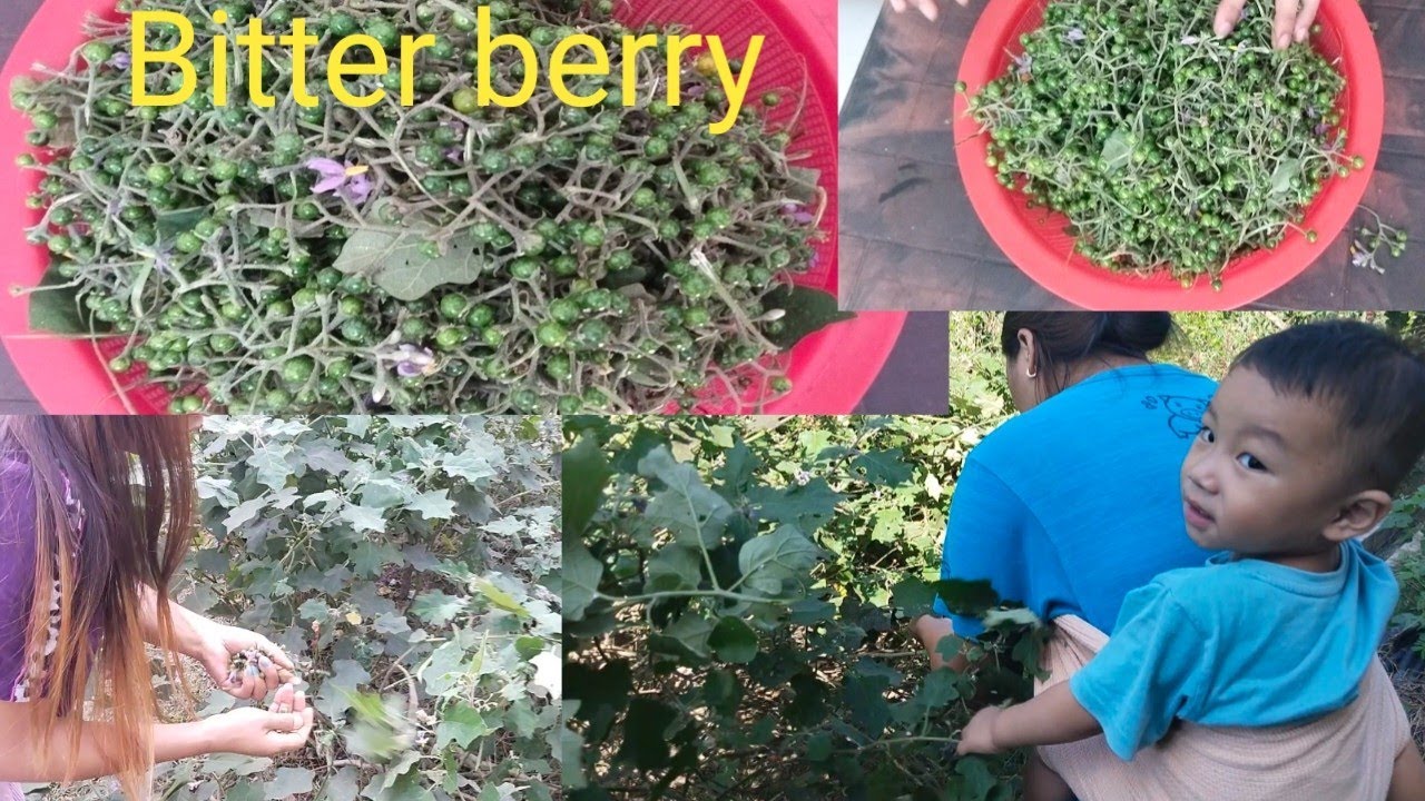 Bitter berry - YouTube