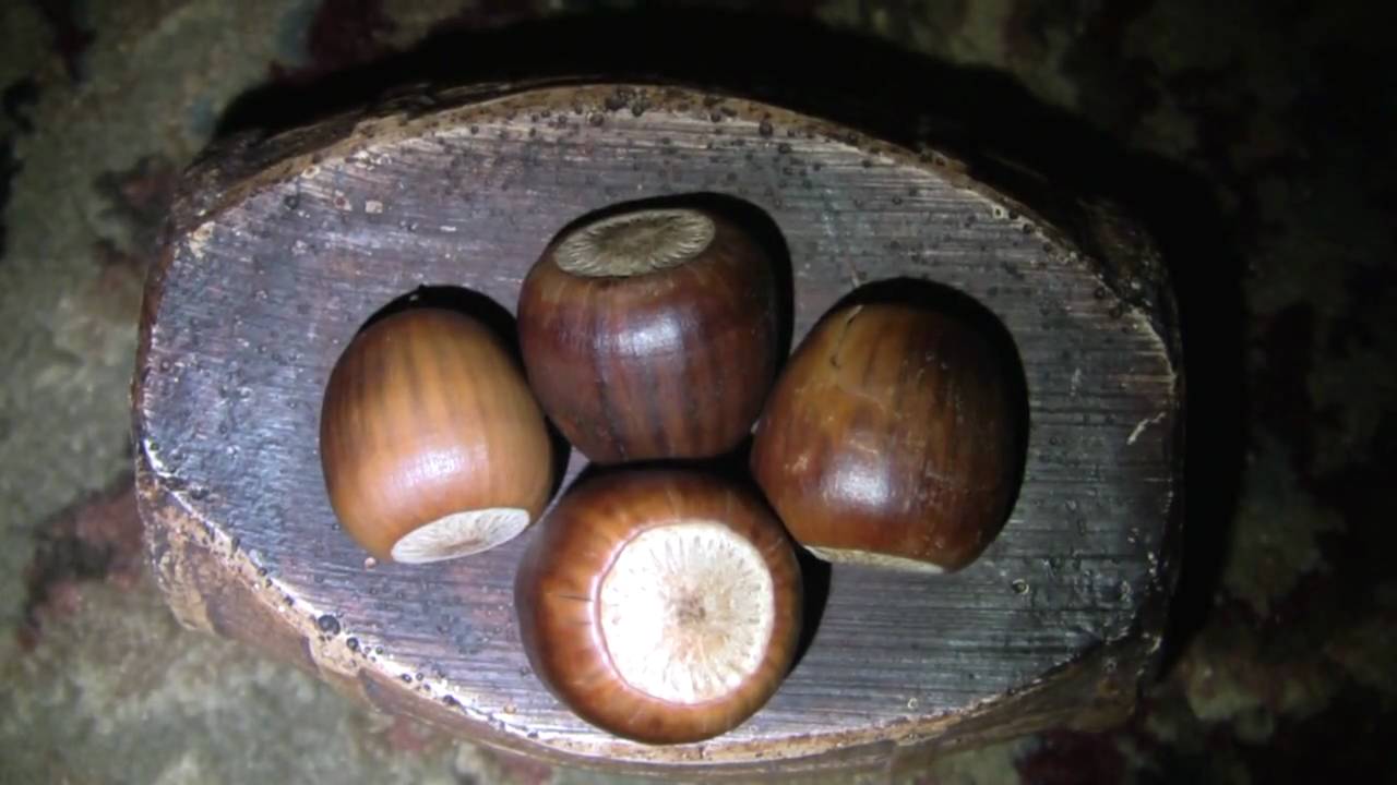 The Biggest Acorns - YouTube