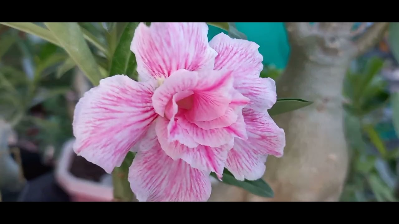 Adenium, A new color bloomed. - YouTube