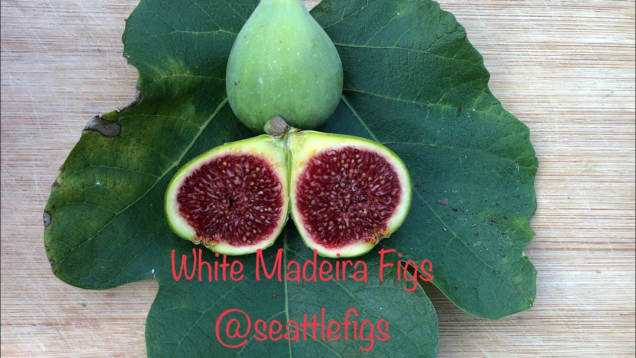 White Madeira Figs 2022 - YouTube