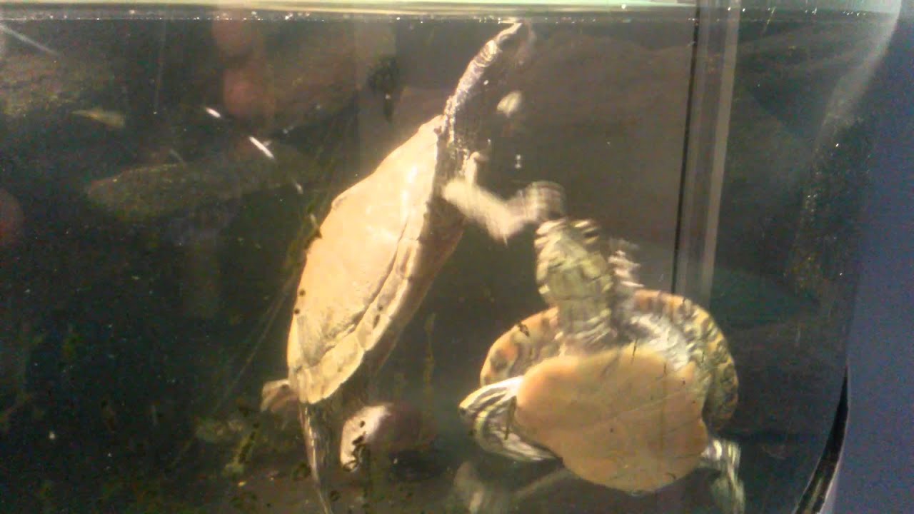 weird turtle behavior - YouTube