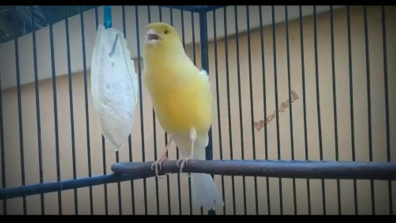 Kenari Besar l Guru Vokal Paling Nyuzzz..... - YouTube