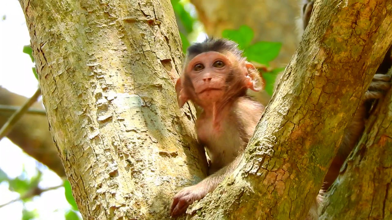 Pity Baby Alba So Fad Face Why Poor Alba Like This Small Girl - YouTube