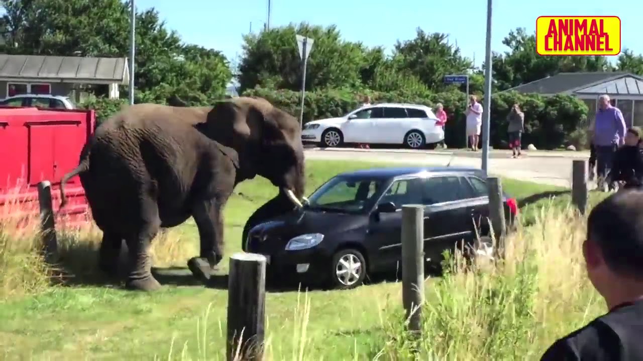 The most dangerous attack of animals on cars and trucks😱😰 - YouTube