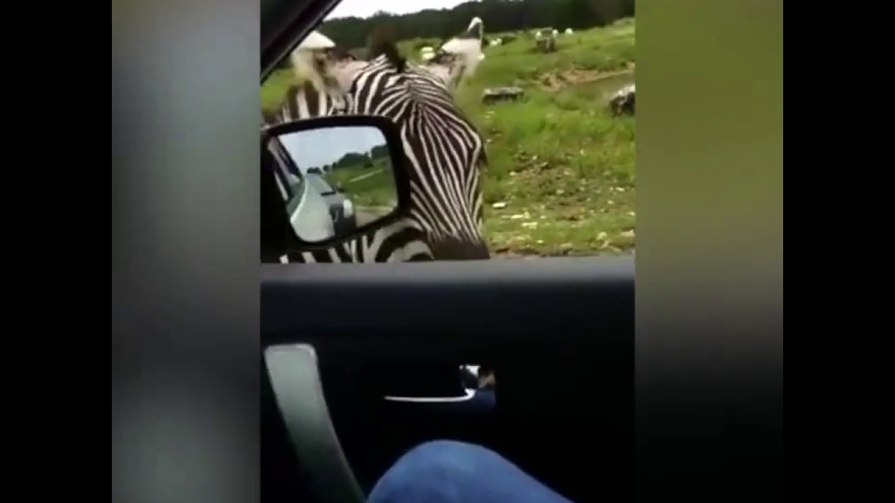 The Singing and Talking Zebra - YouTube