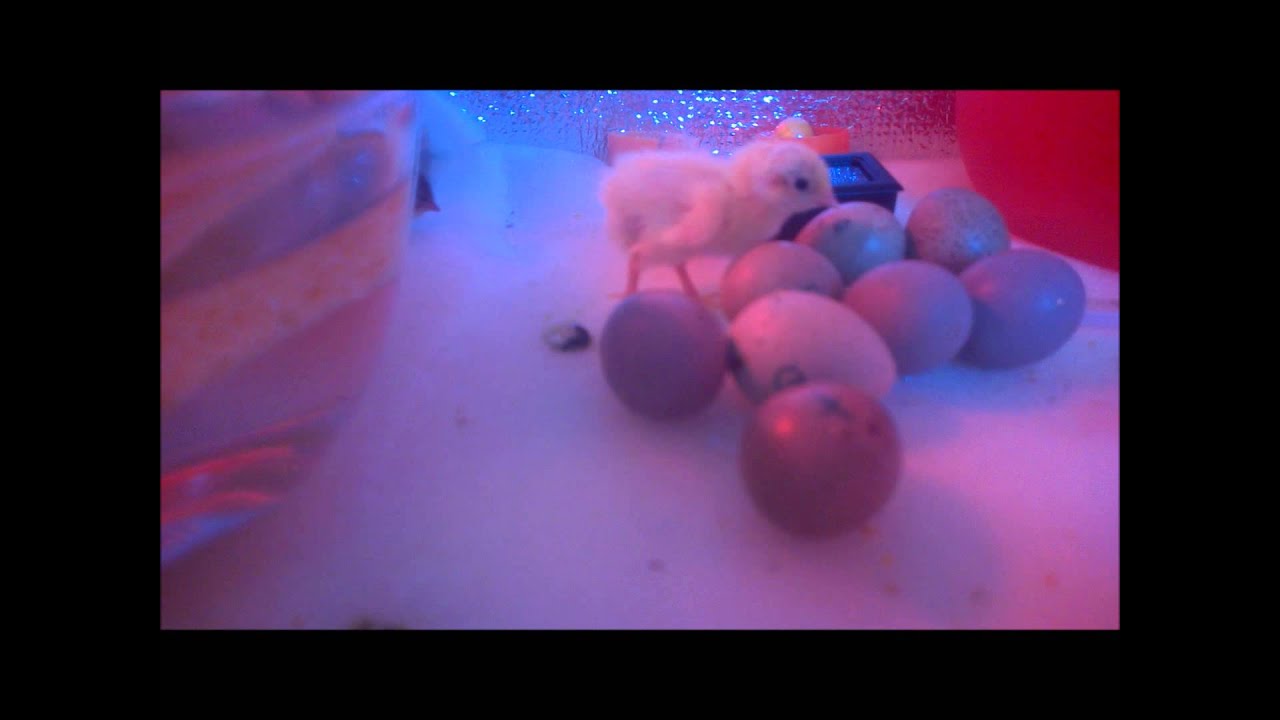 Hatching king quail chick - YouTube