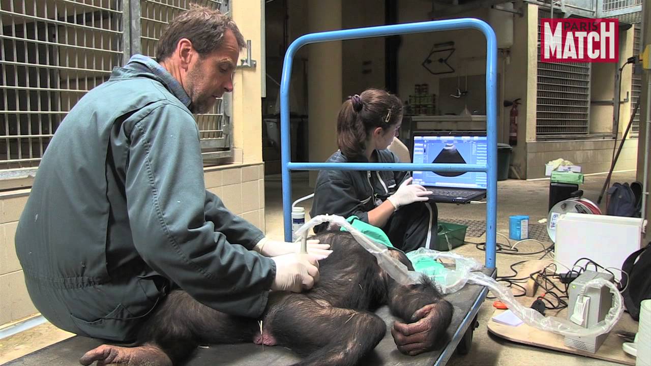 Un chimpanzé se fait poser un implant contraceptif - YouTube