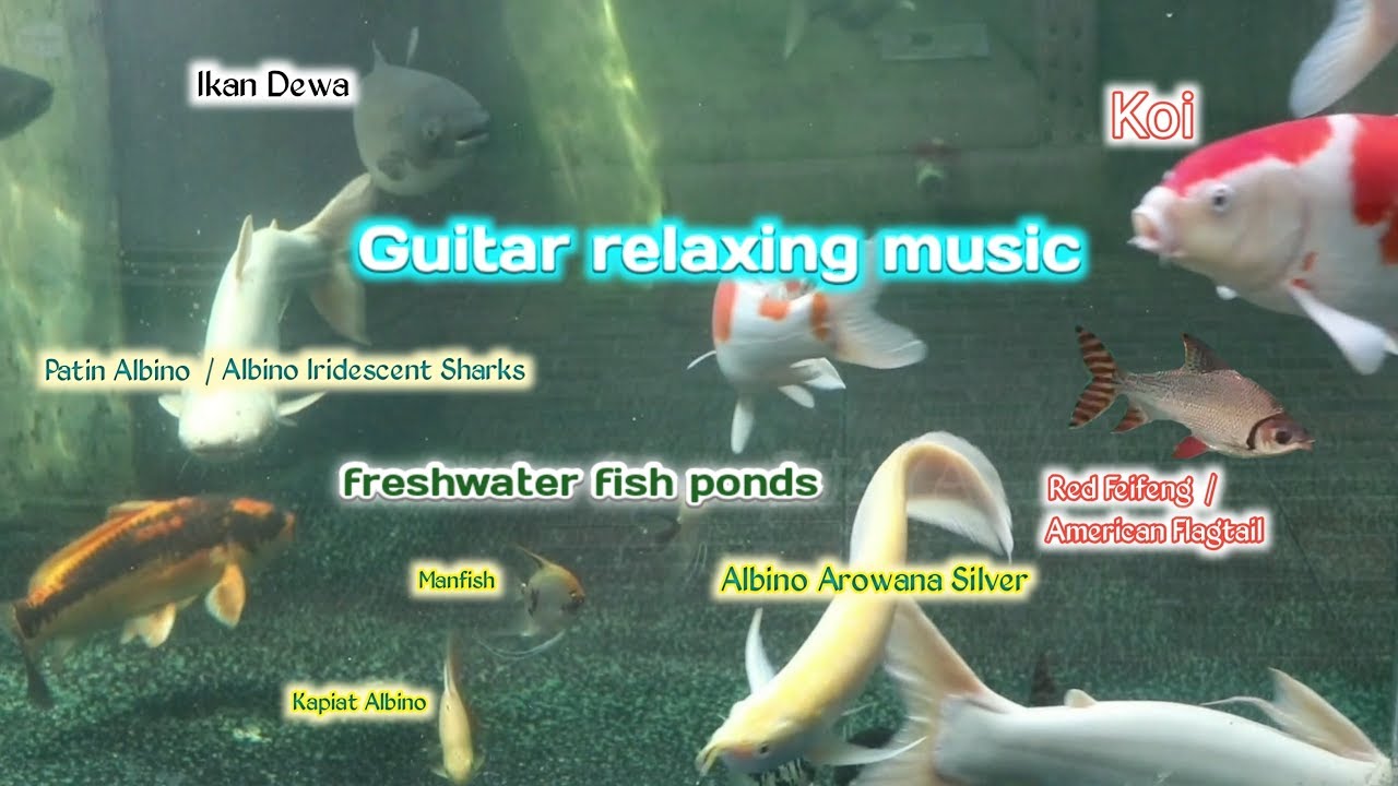 Guitar relaxing music | Freshwater fish ponds - YouTube