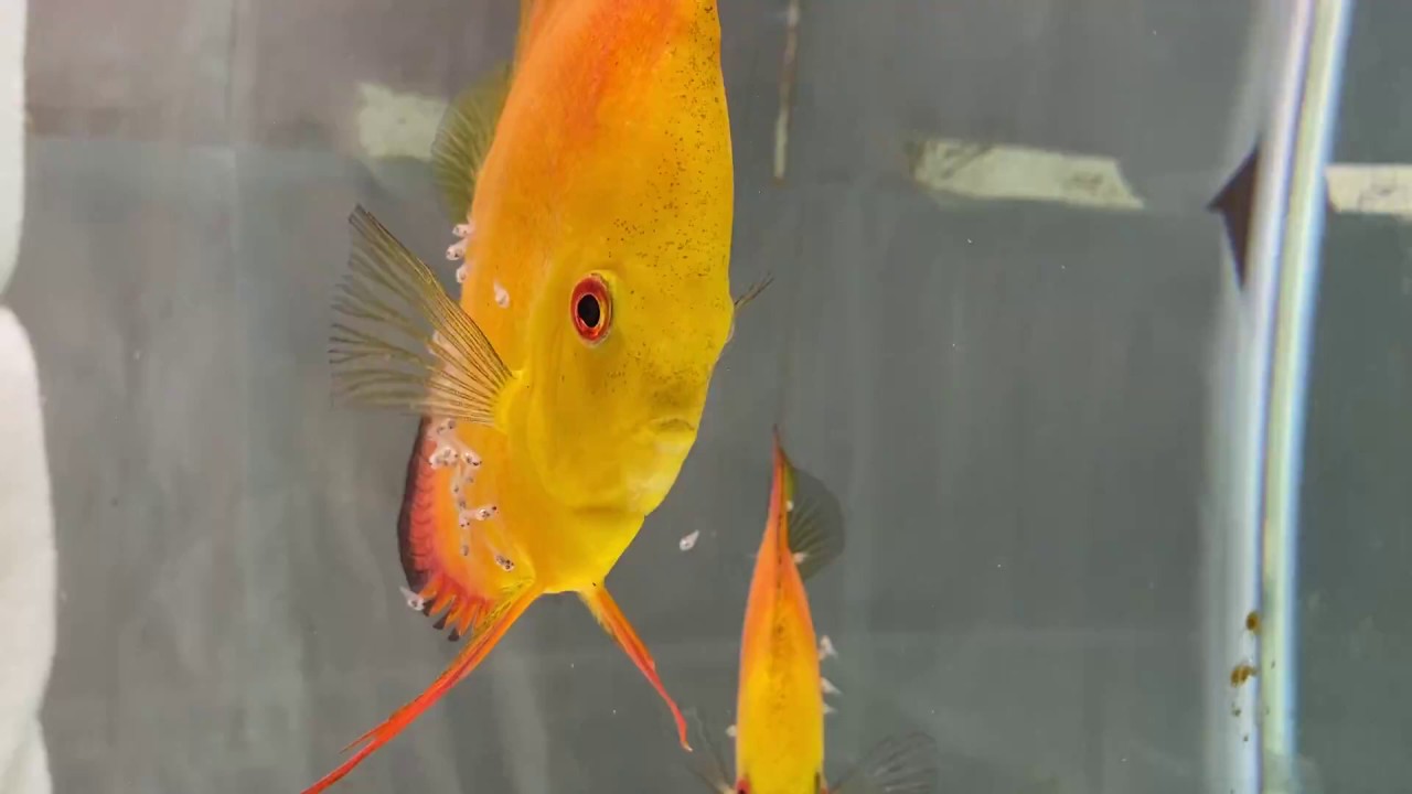 Orange Melon Discus Fry: July 5, 2020 - YouTube