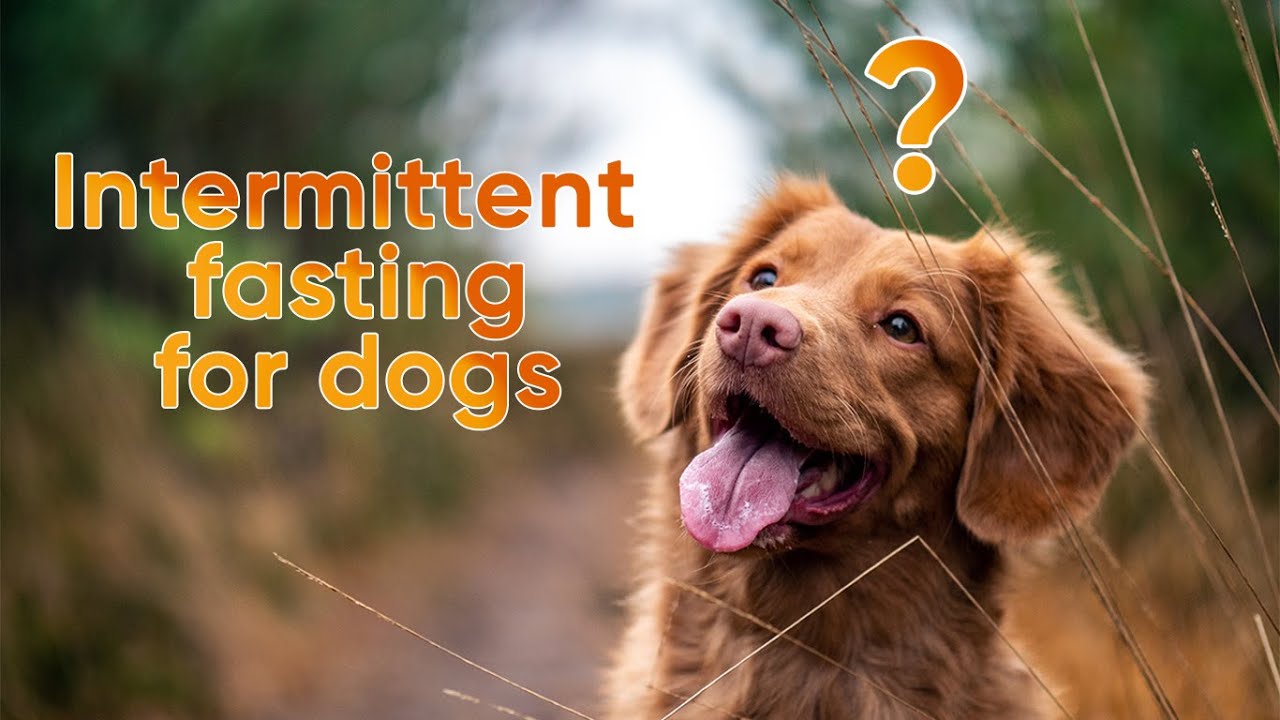 Could Intermittent Fasting Be Right for Your Dog??? - YouTube