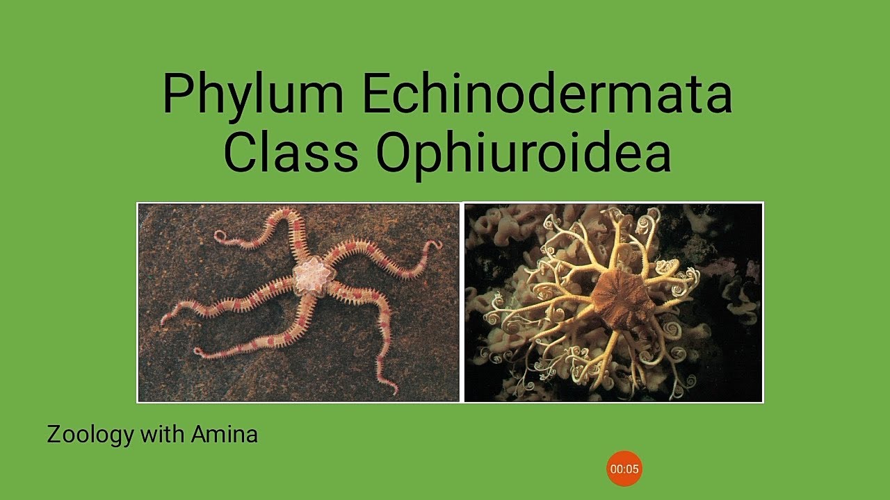 Phylum Echinodermata Class Ophiuroidea | Details of class Ophiuroidea ...