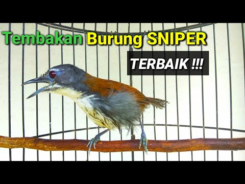 Burung sniper tepus dada putih paling gacor. burung sniper gacor