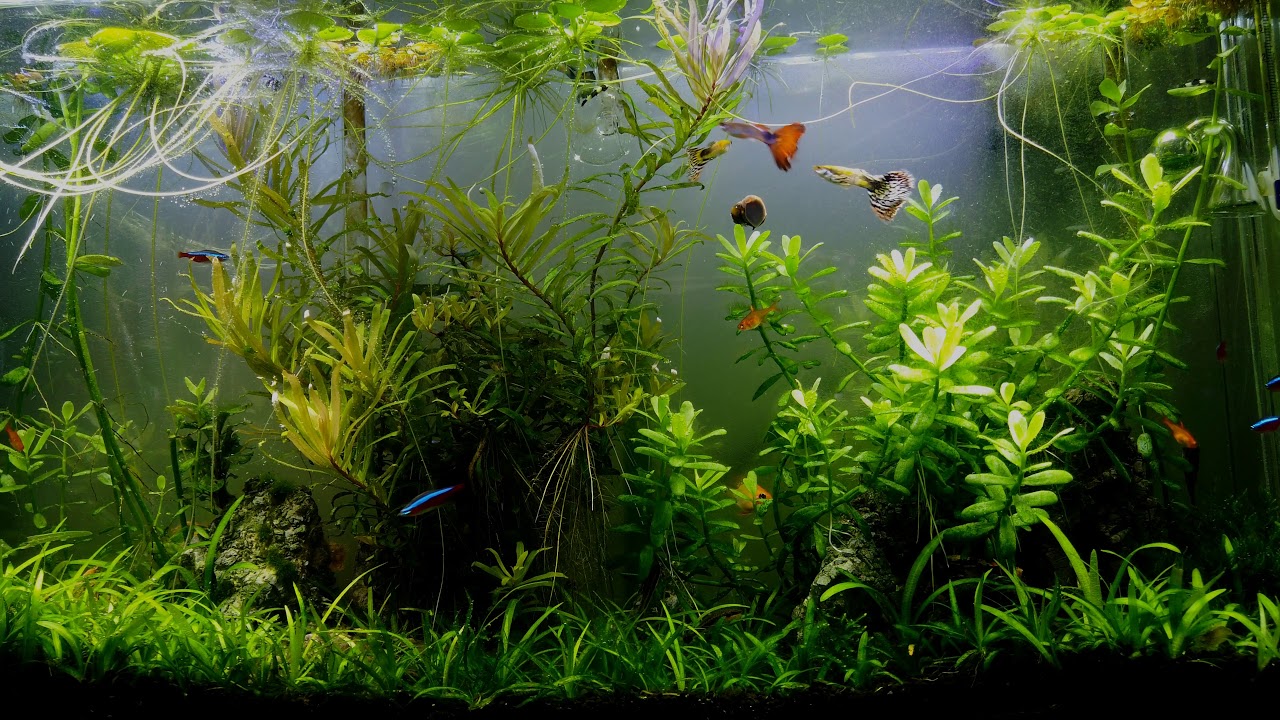 30 MINUTES OF BEAUTIFUL FRESHWATER AQUARIUM with Lofi Hip Hop.Jazzhop ...