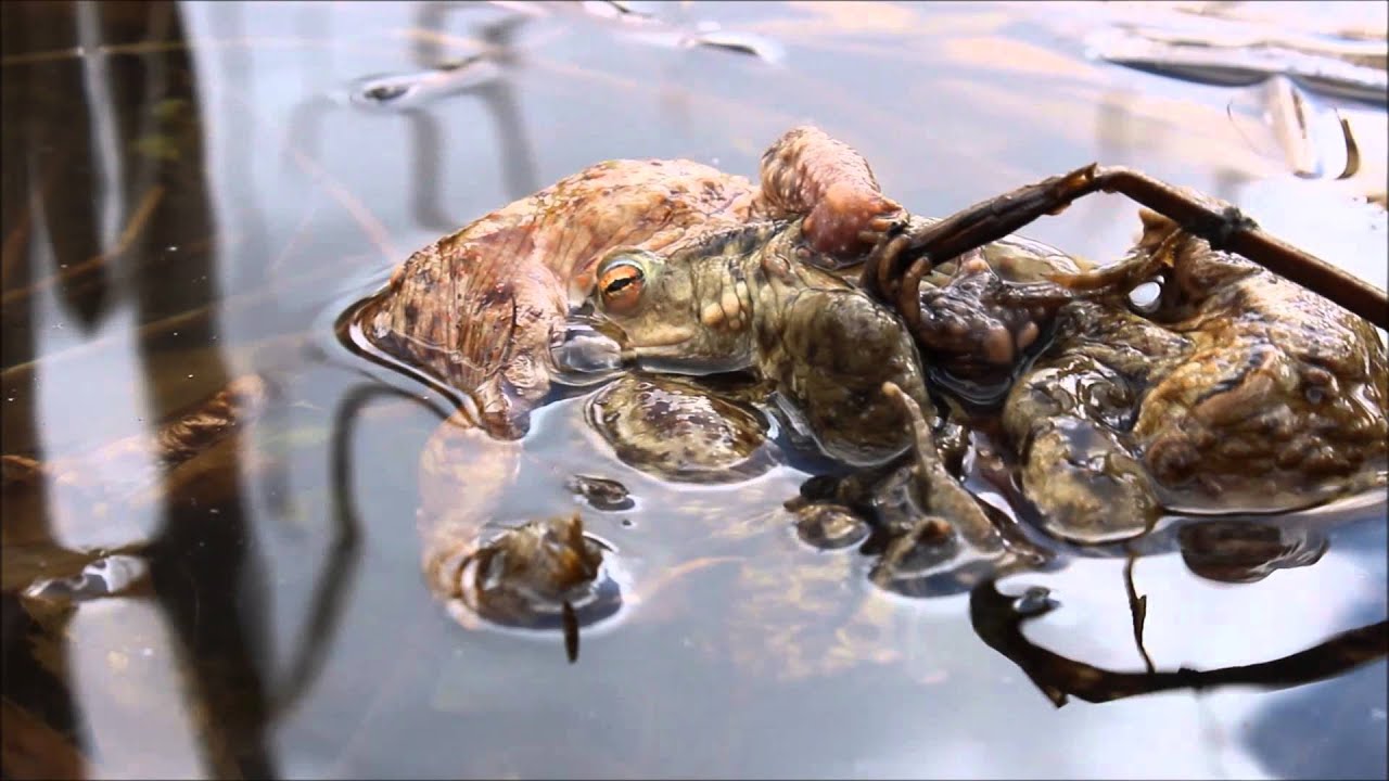 Common toads calling and mating balls - YouTube