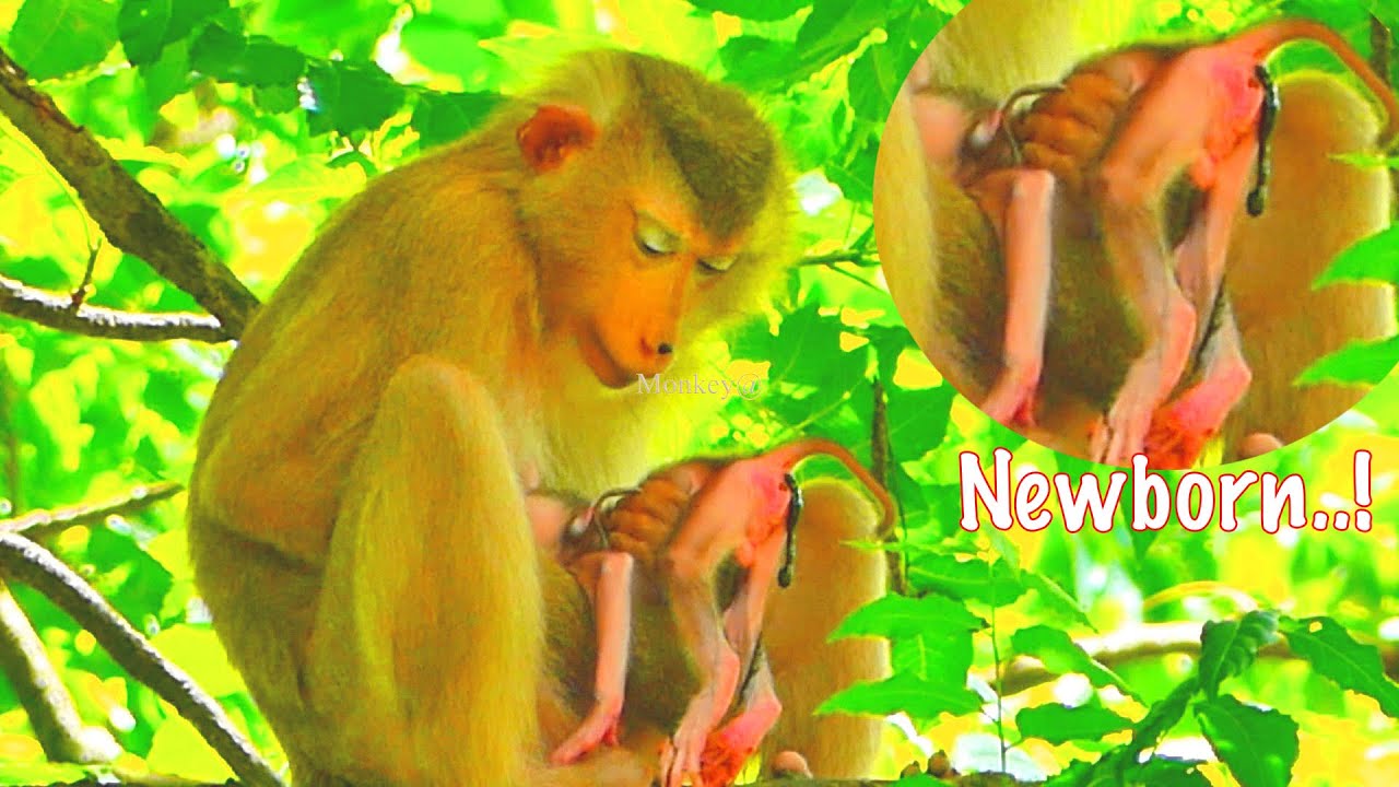 Congratulations (Young Mom) ANISSA monkey give birth so success but she ...