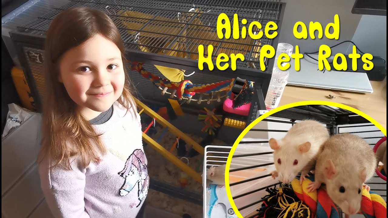 Alice Introduces Her New Pet Rats! - YouTube