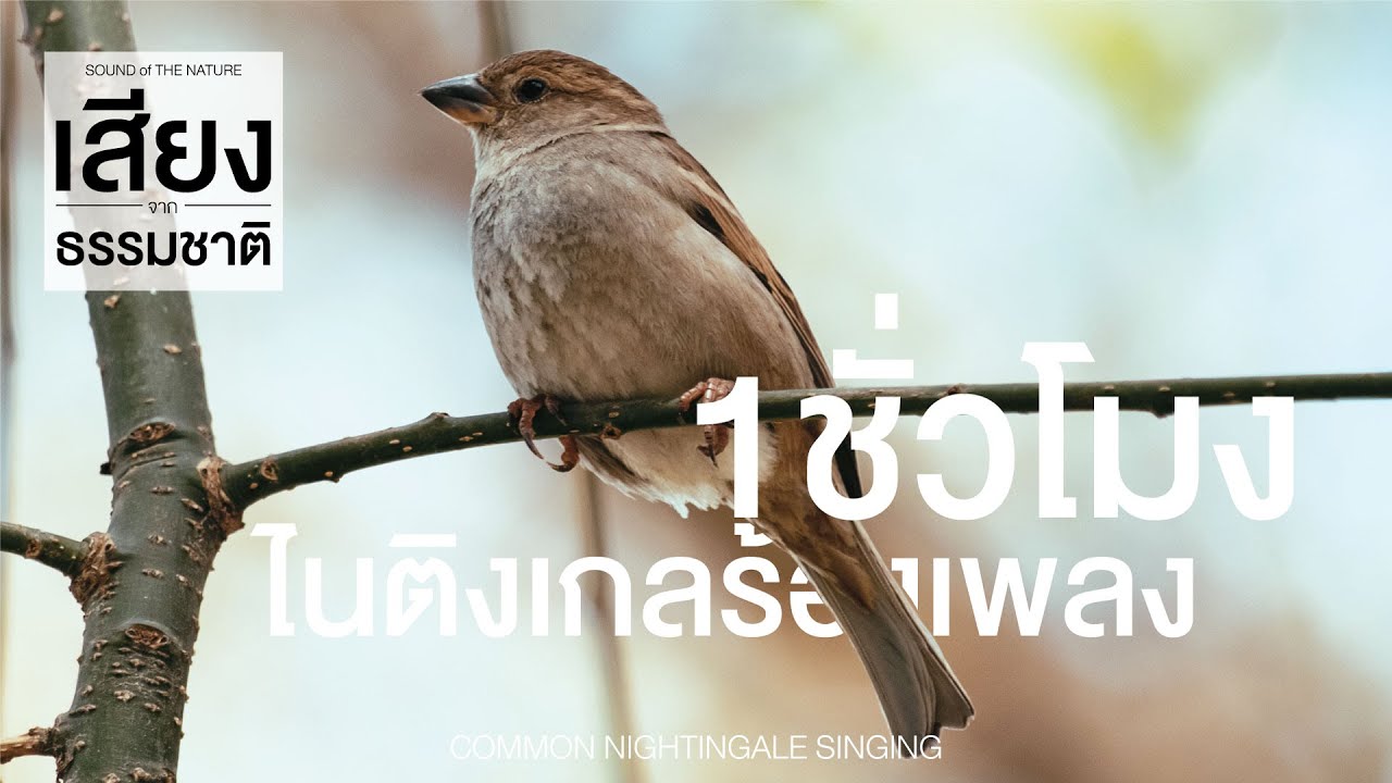 COMMON NIGHTINGALE/SOUND of THE NATURE 1 ชั่วโมง กับเสียงนกไนติงเกลร้อง ...