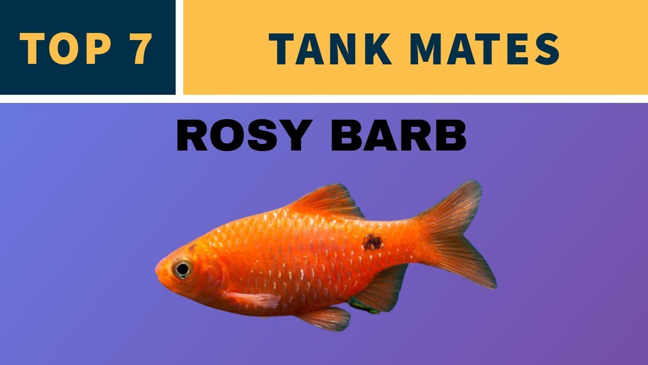 Tiger Rosy And Cherry Barbs