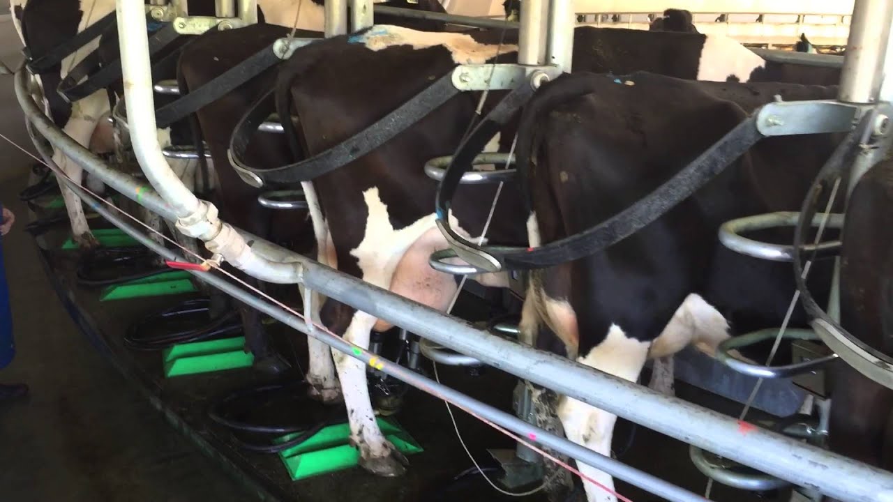 Milking in 80 bail rotary - YouTube