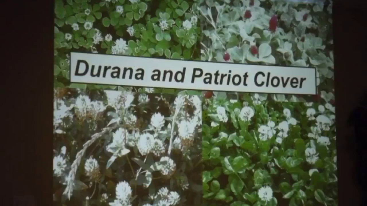 Pennington Seed Benefits of Durana and Patriot Clovers from Pennington ...
