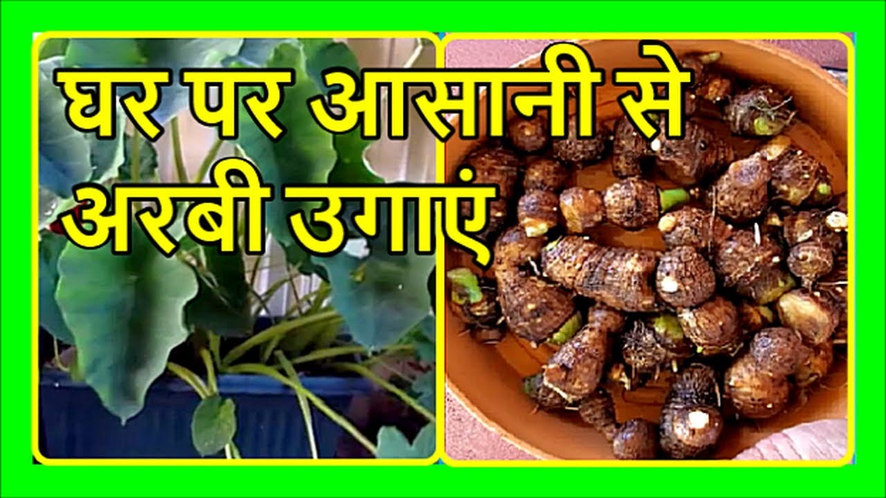 How To Grow Taro In Pot From Grocery Store | Growing Arbi at Home ...