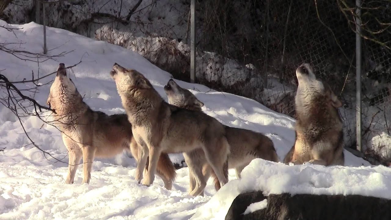 Lupo ululà castello ululì - YouTube