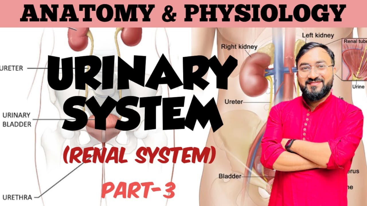 Urinary System | Part-3 | Regulation of Water Balance | Ureter ...
