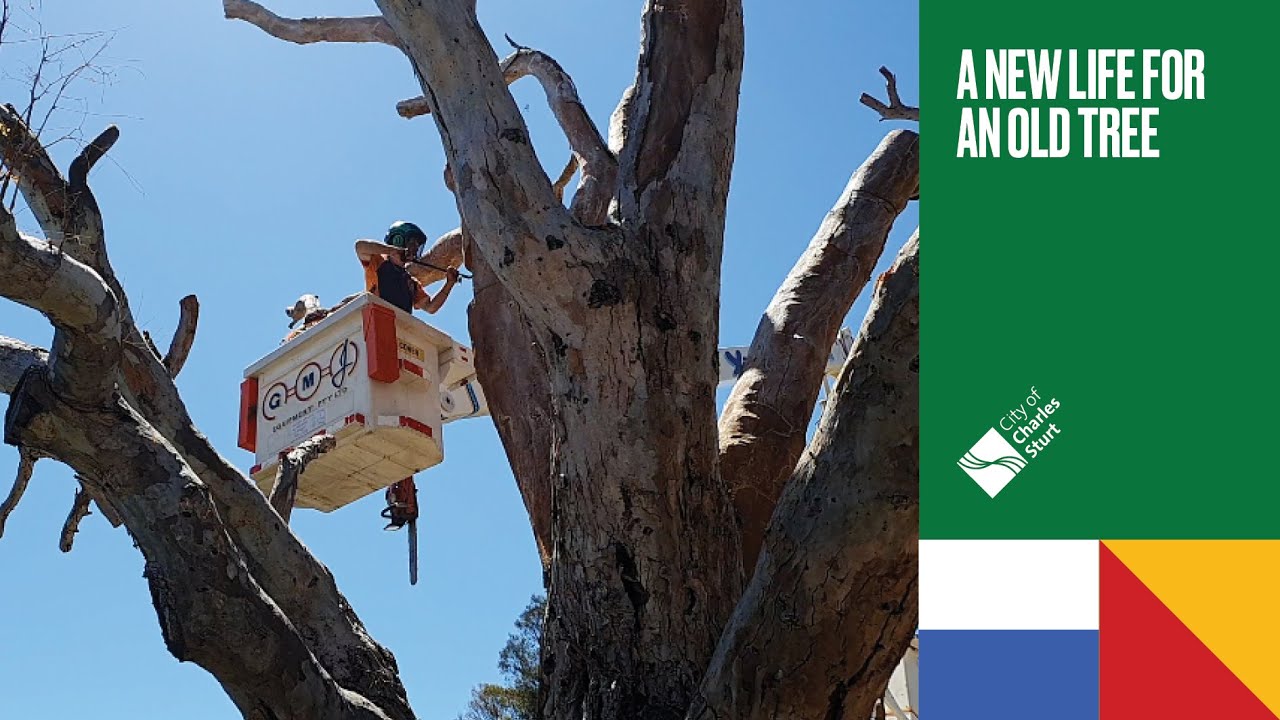 A New Life for an Old Tree - YouTube