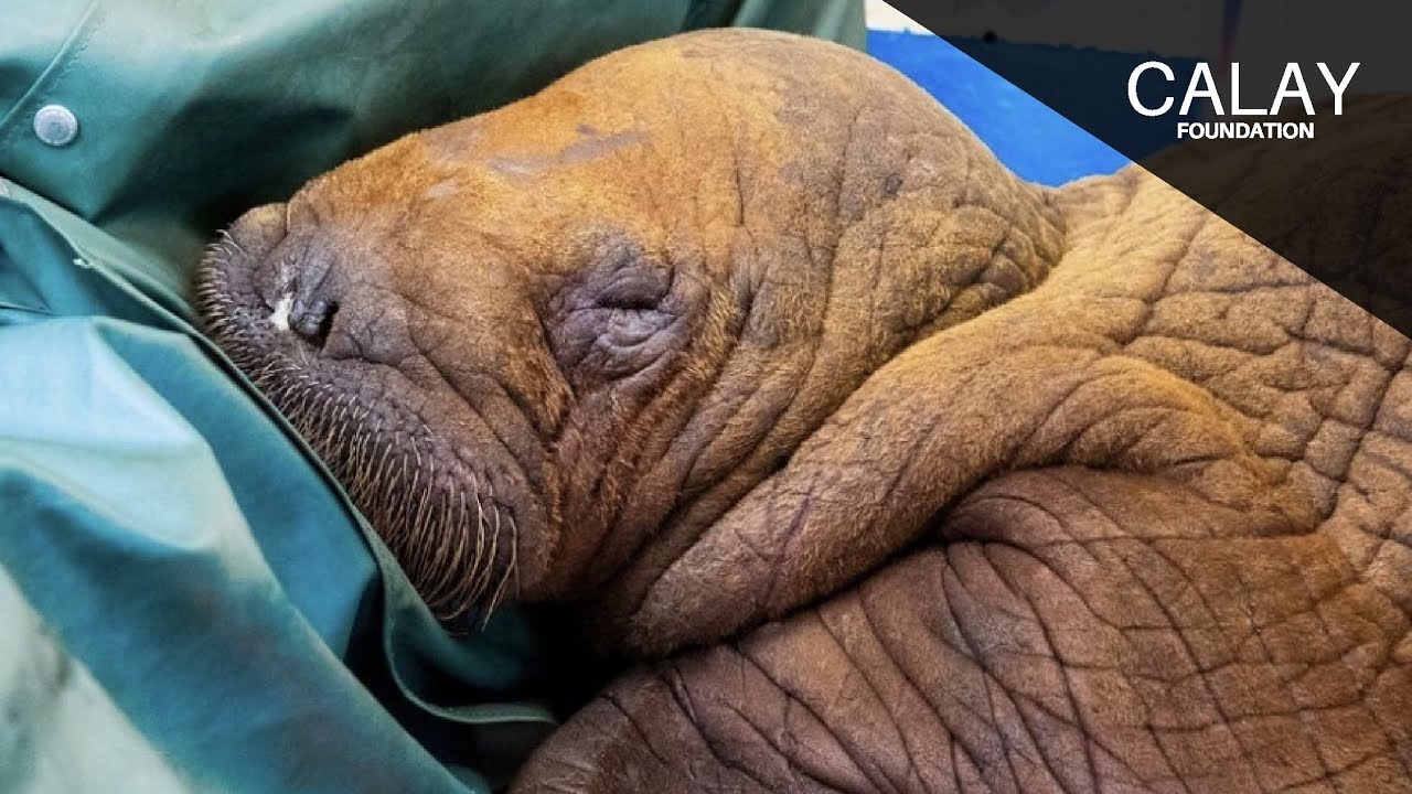 Dehydrated Walrus Calf Found in Alaska and Cared for at Sealife Center ...