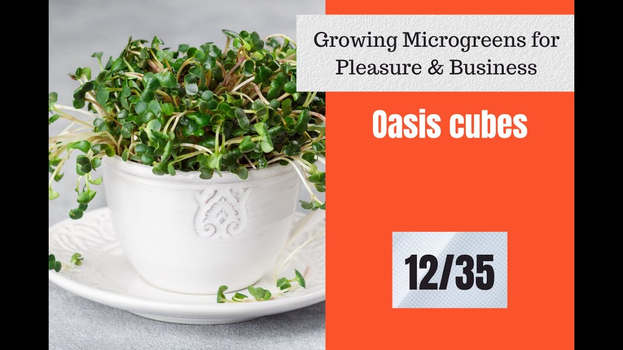 Oasis cubes to Grow Microgreens | 12/35 | Growing Microgreens In ...