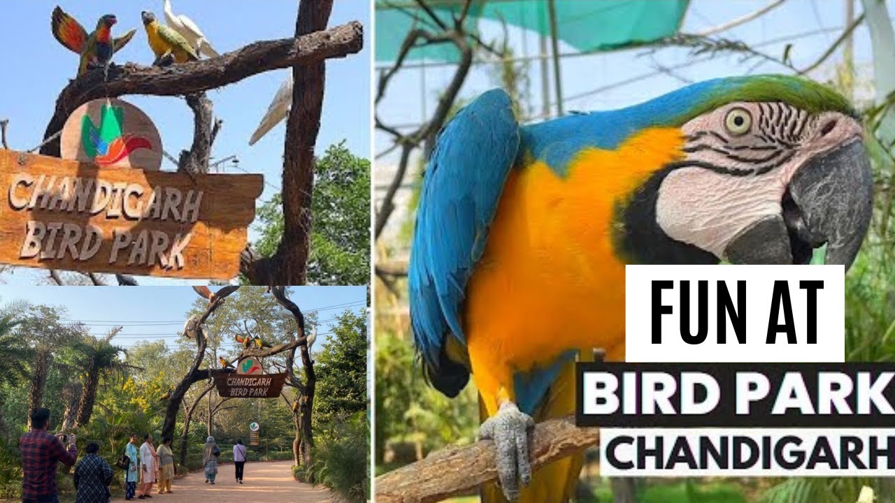 Bird Park Chandigarh | A Nature Lover’s Paradise | Vlog 2024 - YouTube