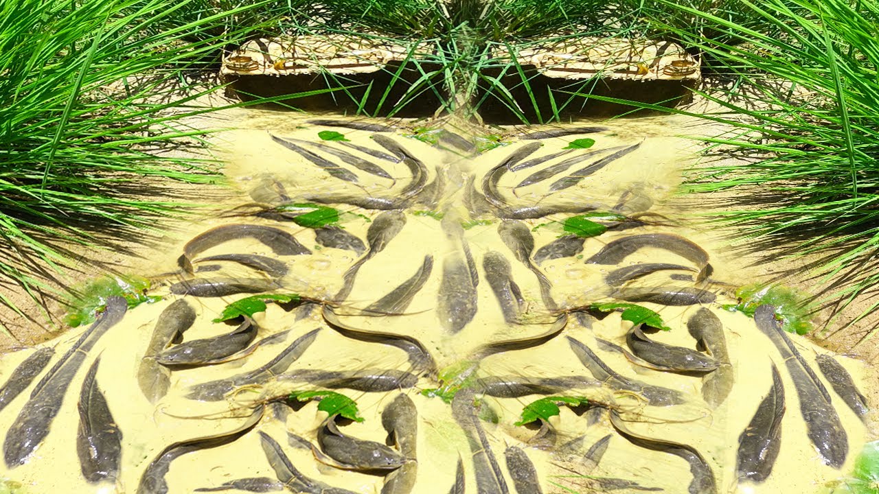 Waw! 155 fish in a trap - A modern underground trap invented by a man ...