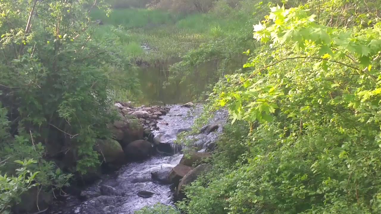 Babbling Brook. Nature sounds, bird sounds - YouTube