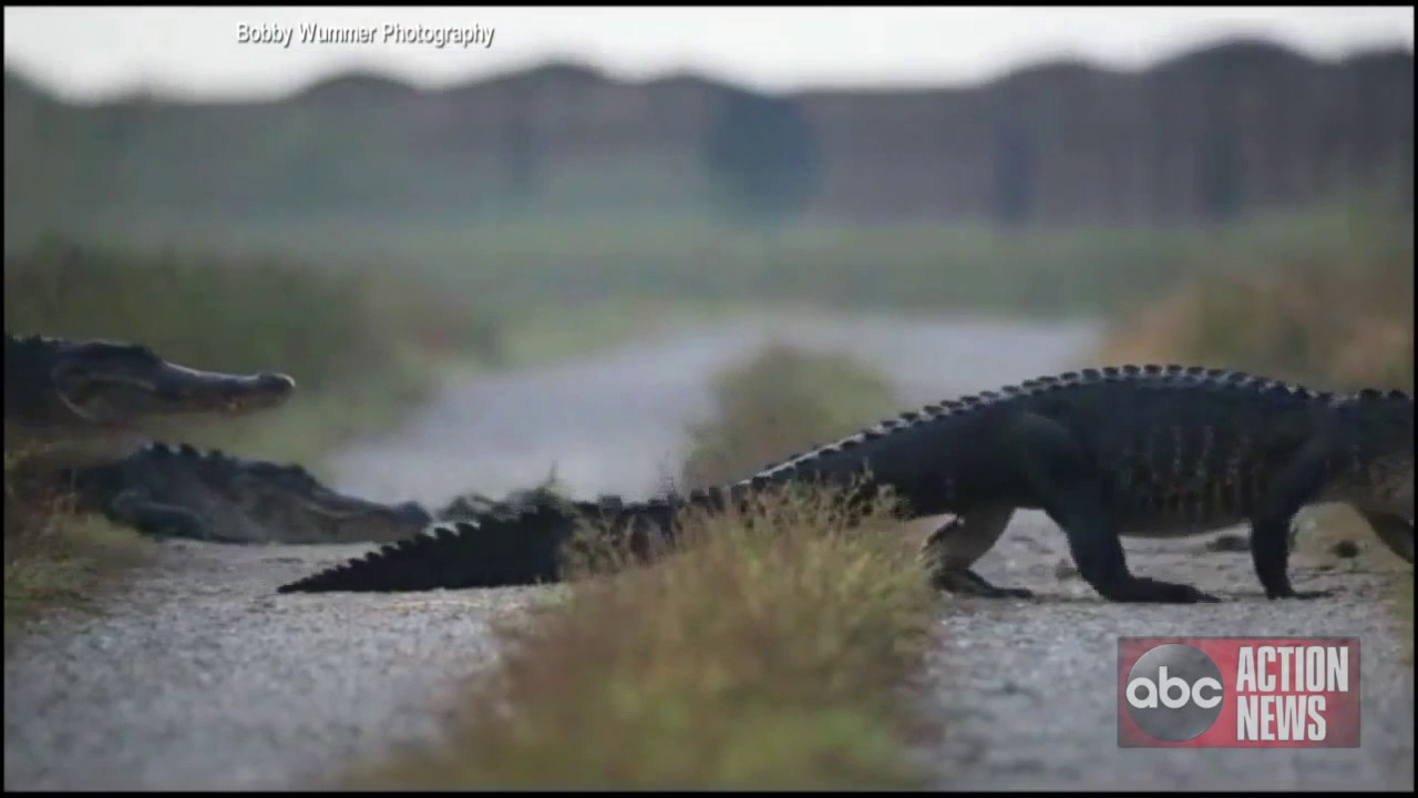 Photographer out on shoot captures crazy video of gator crossing near ...