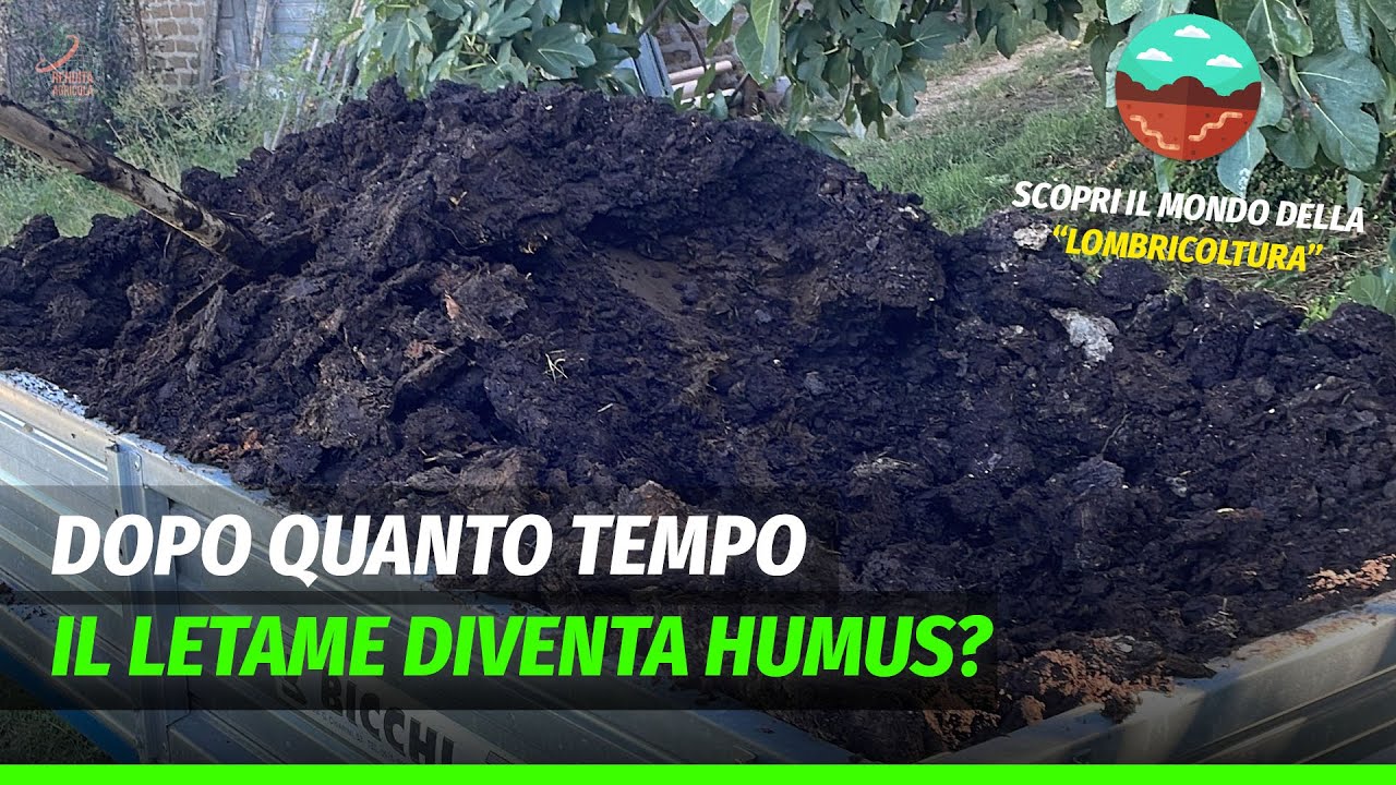 Lombricoltura | Dopo quanto tempo il letame diventa humus? - YouTube