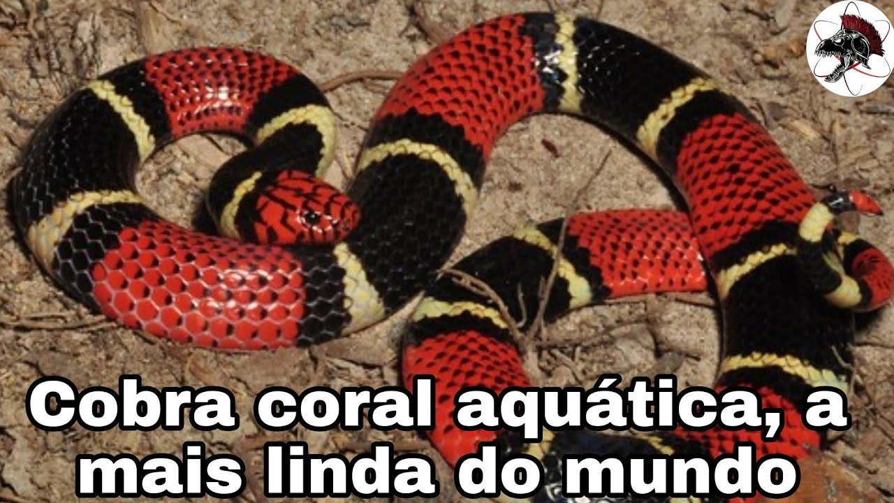 Cobra Coral Aquatica | Biólogo Henrique o Biólogo das Cobras - YouTube