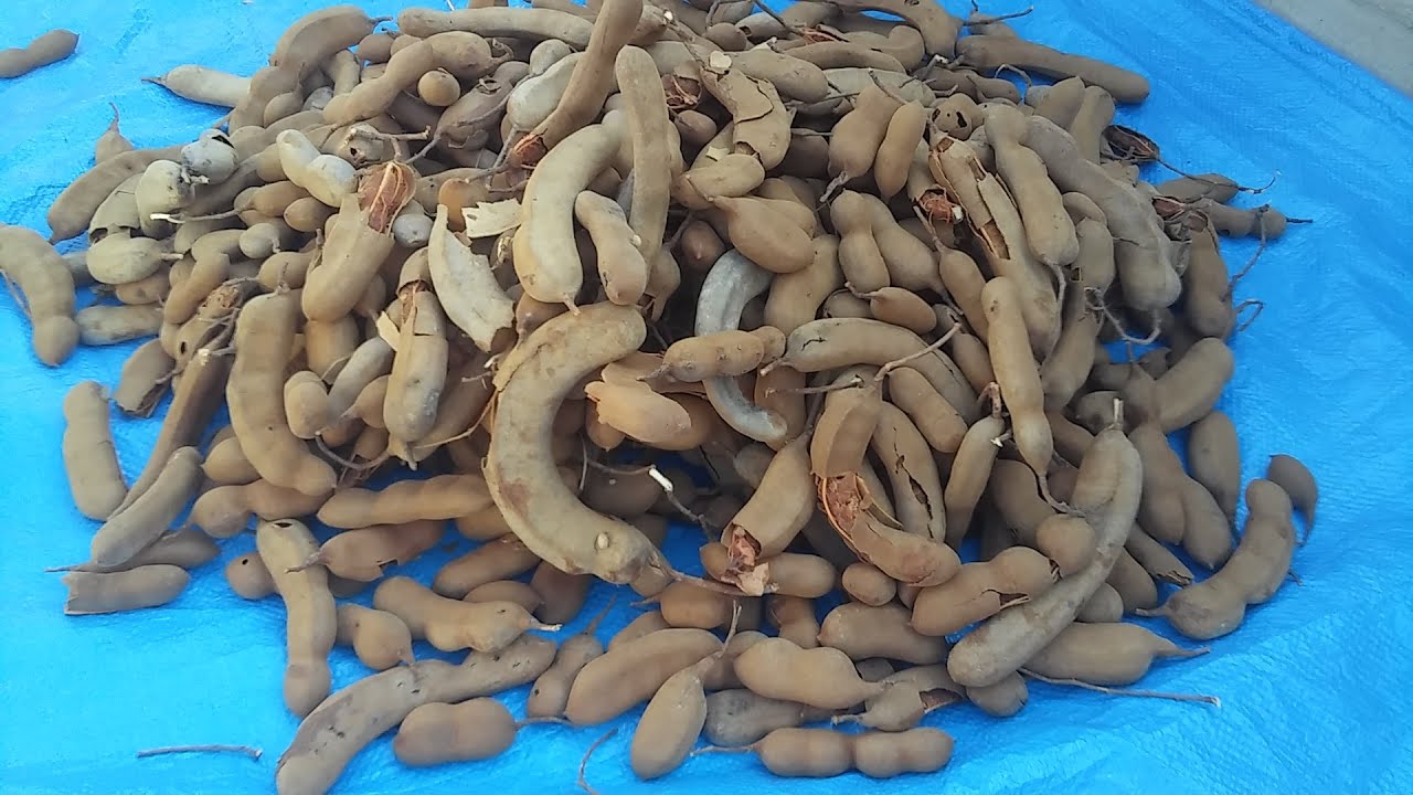 TAMARIND CLEANING PROCESS WITH USEFUL TIPS/MANUAL TAMARIND PROCESSING ...